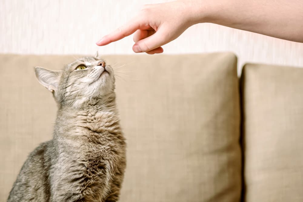 10 Cool Cat Tricks to Teach Your Cat 10 Cool Cat Tricks to Teach Your Cat